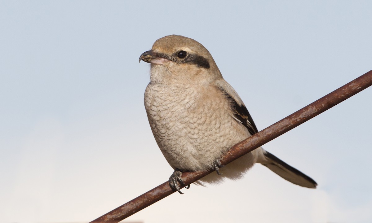 Northern Shrike - Lanius borealis - Birds of the World