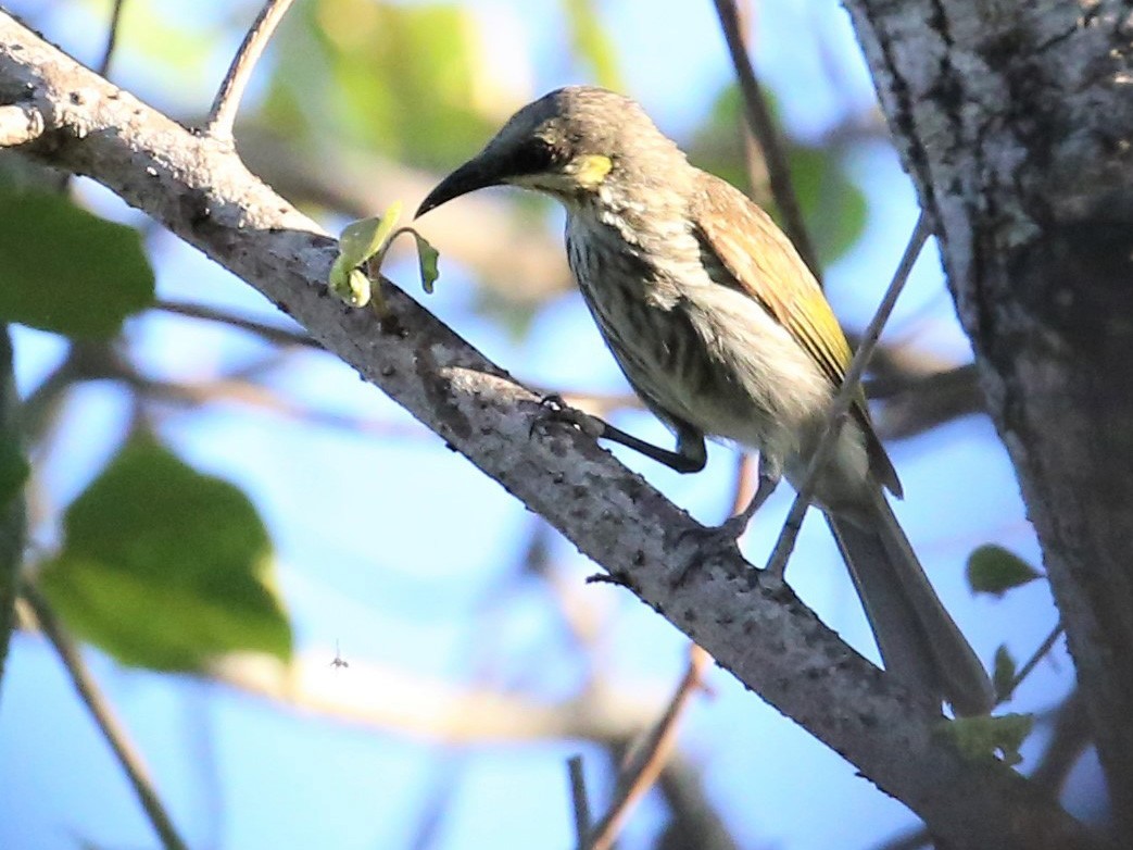 Streak-breasted Honeyeater - eBird