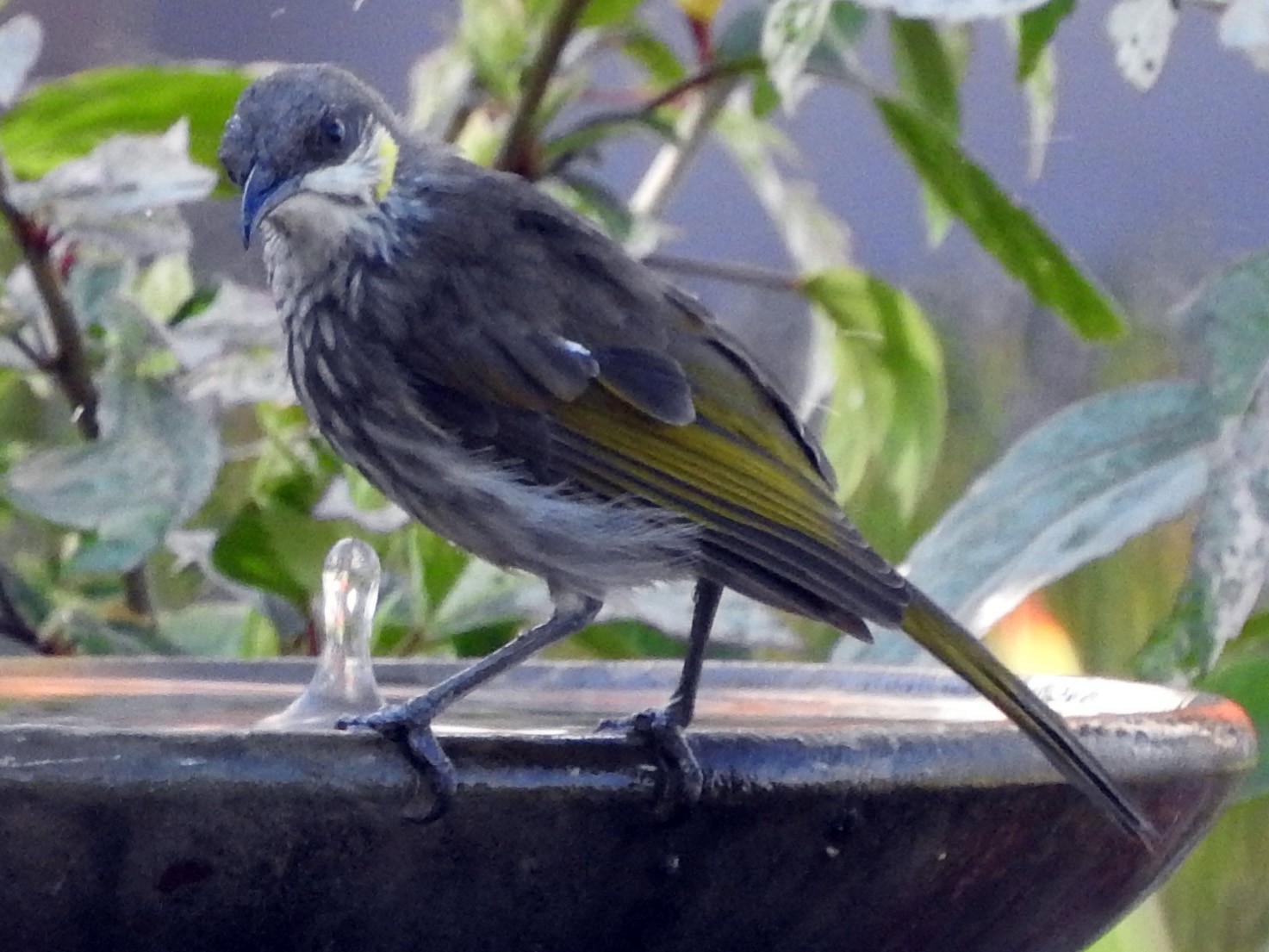 Streak-breasted Honeyeater - eBird