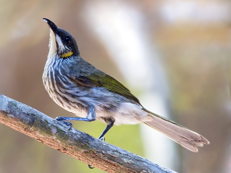 Streak-breasted Honeyeater - eBird