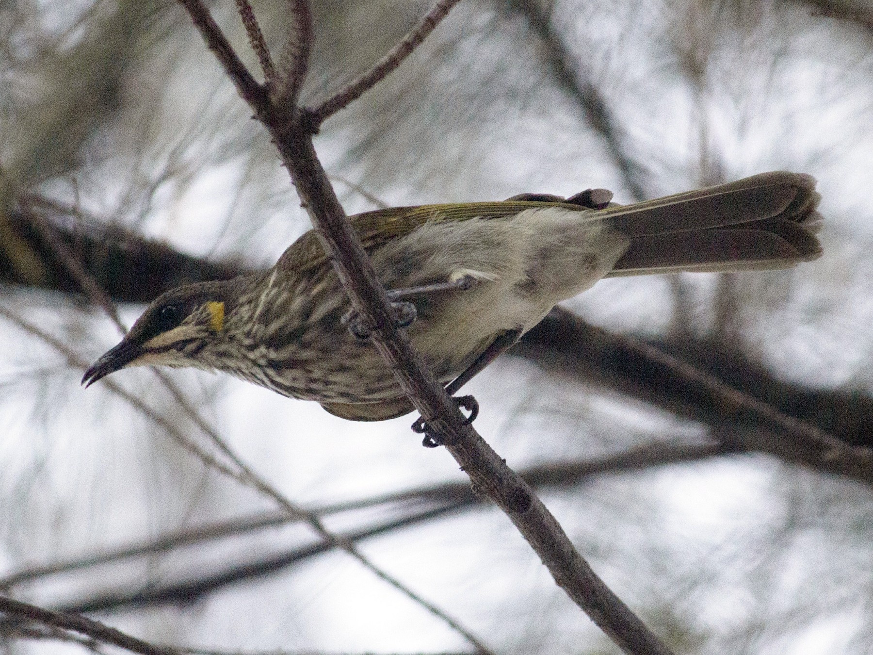 Streak-breasted Honeyeater - eBird
