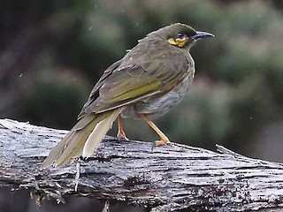 Orange-cheeked Honeyeater - eBird