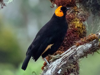 Macgregor's Honeyeater - eBird