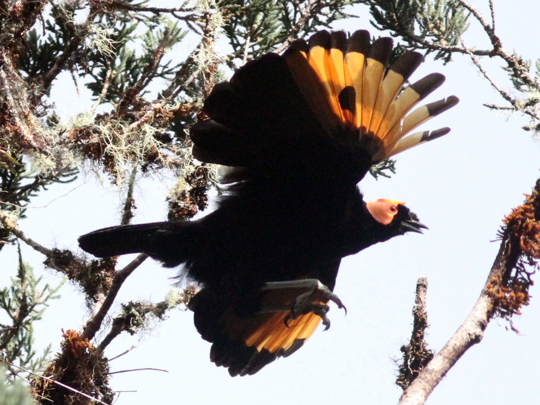 Macgregor's Honeyeater - eBird