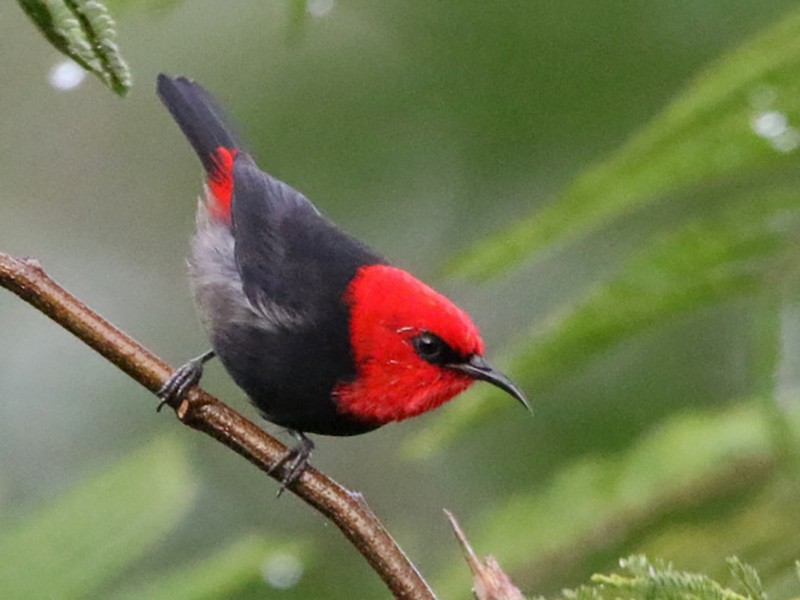 Sumba Myzomela - eBird