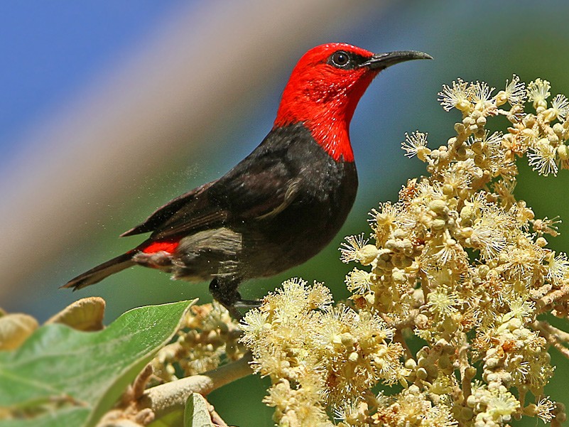 Sumba Myzomela - eBird