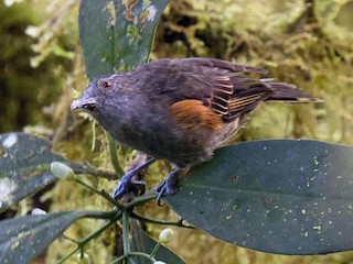 Rufous-sided Honeyeater - eBird