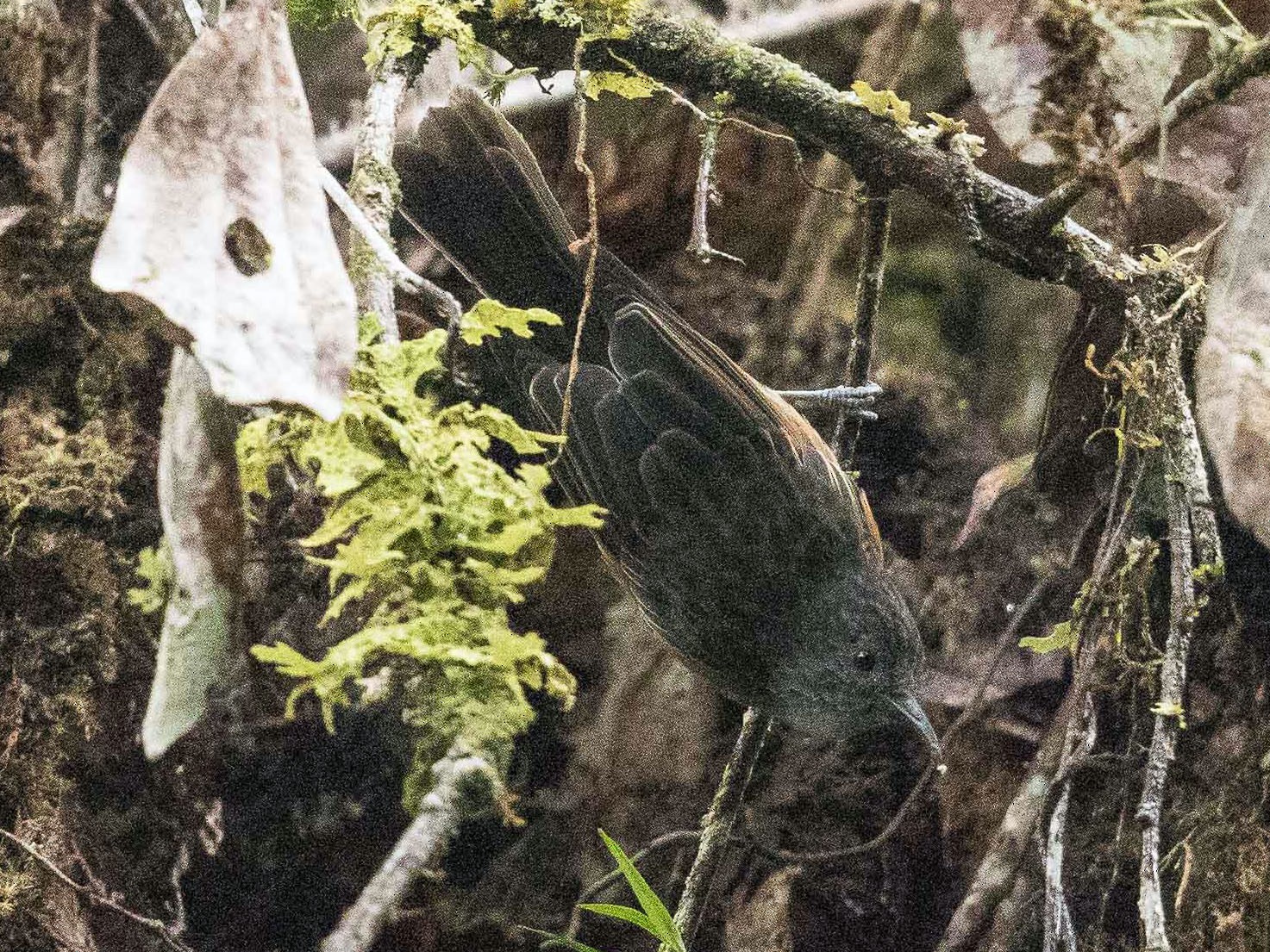 Rufous-sided Honeyeater - eBird