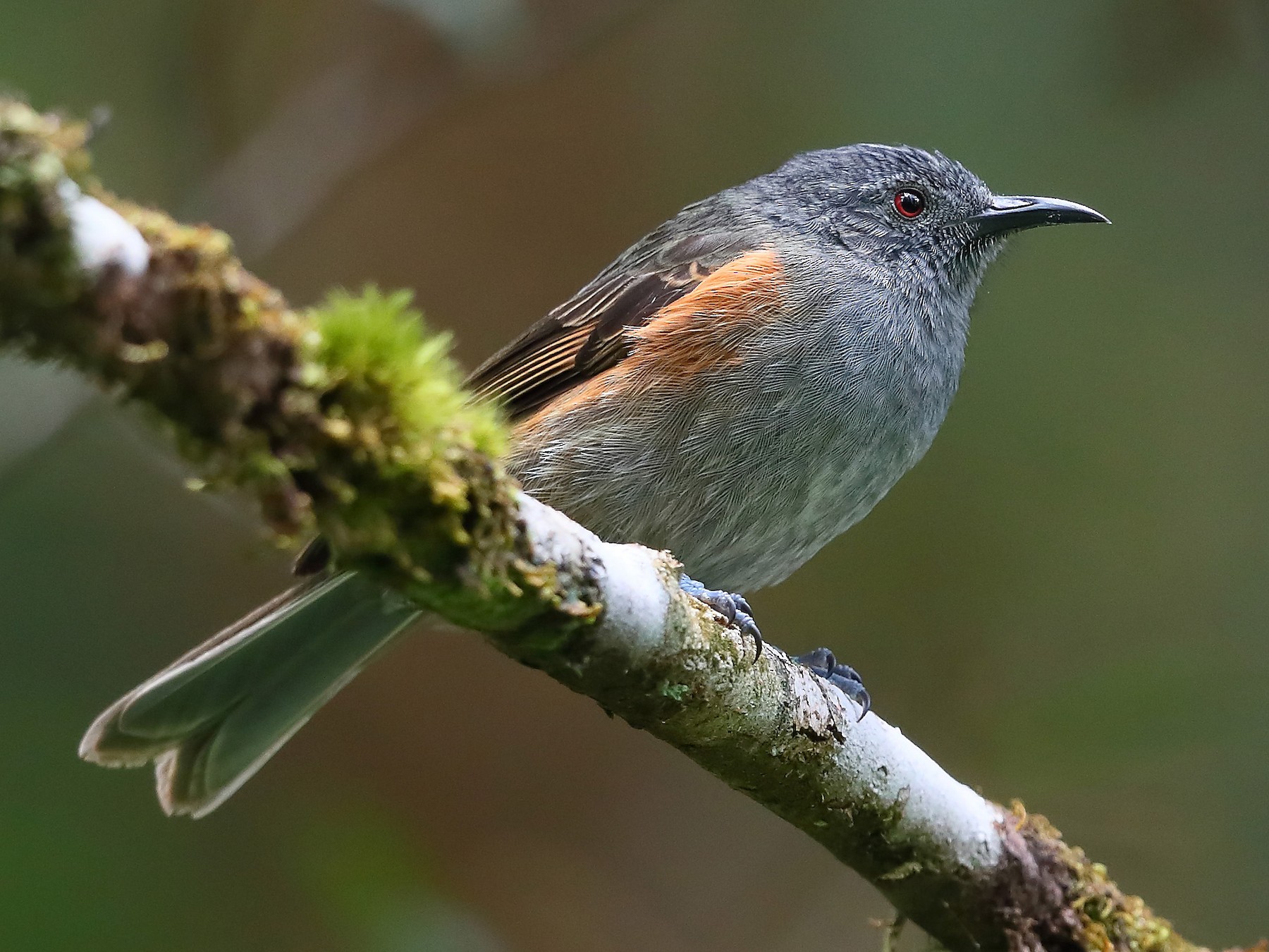 Rufous-sided Honeyeater - eBird
