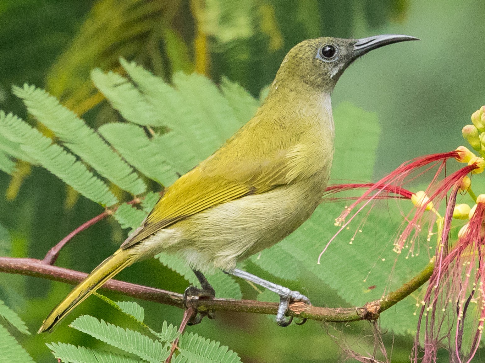 Isap-madu topi-sisik - eBird