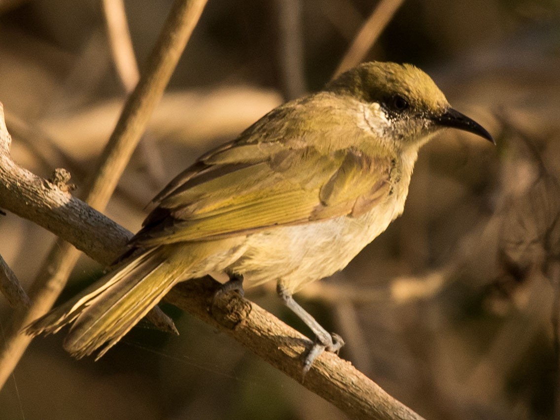 Olive Honeyeater - eBird
