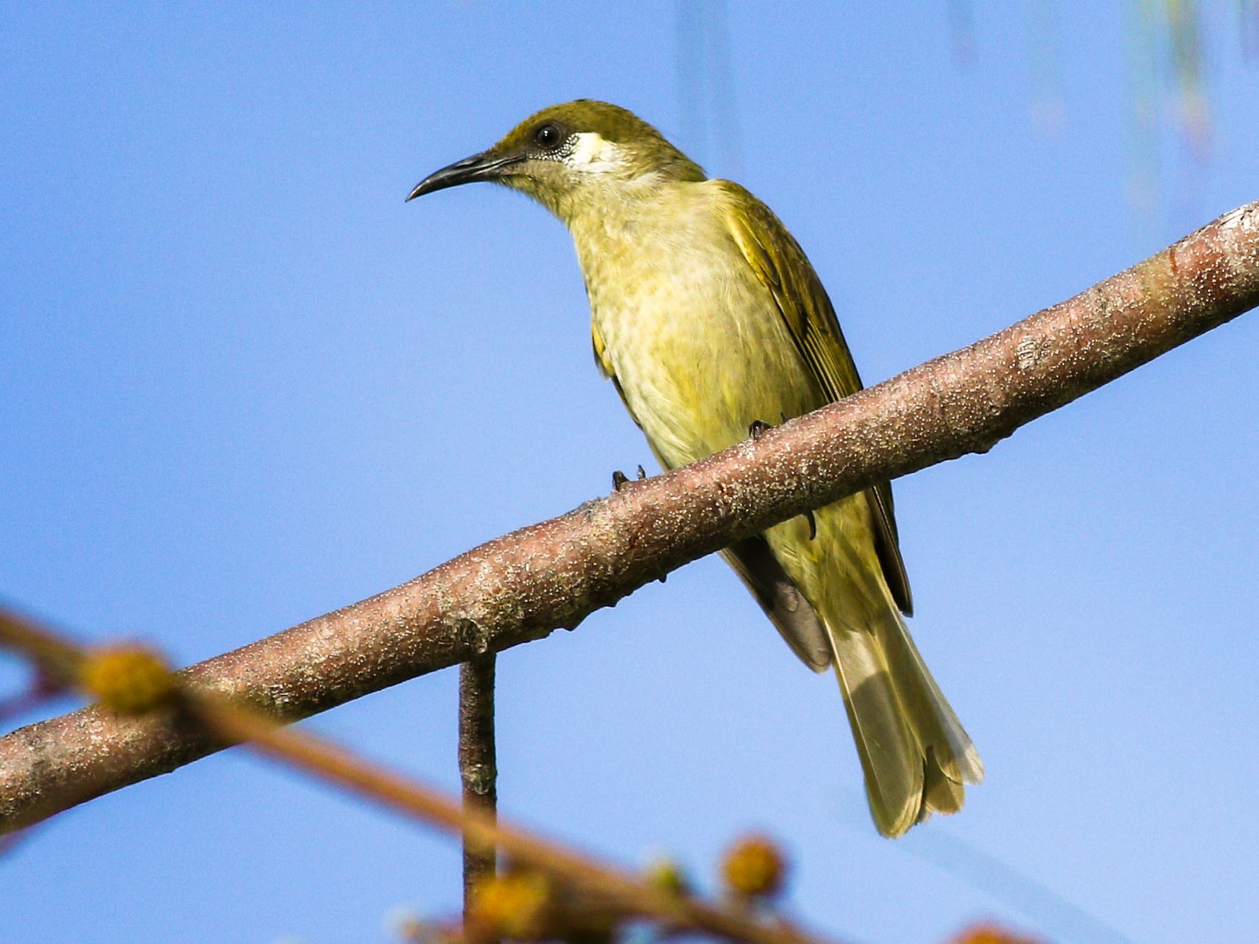 Olive Honeyeater - eBird
