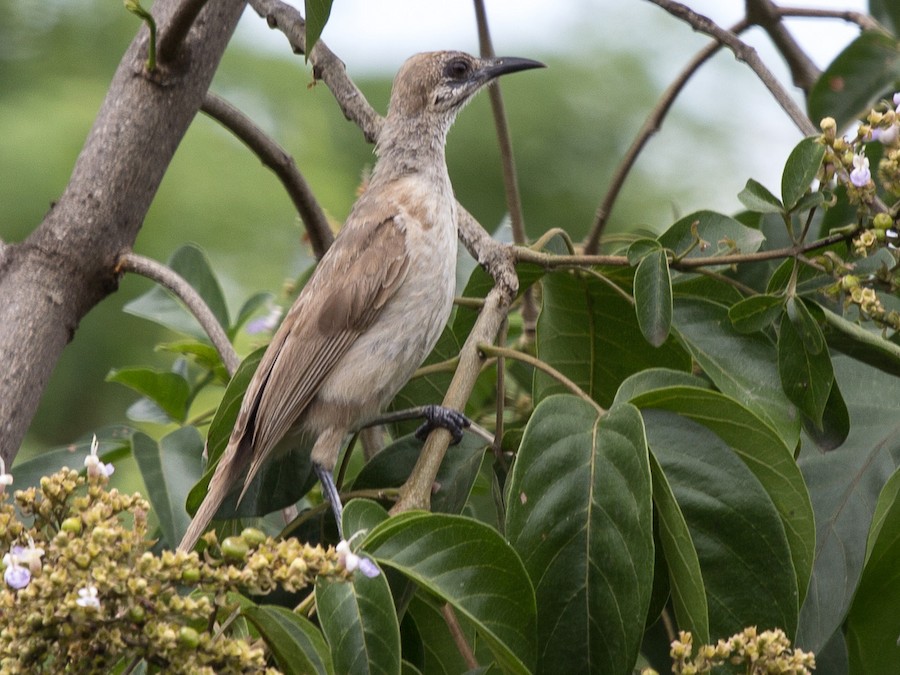 Timor Friarbird - eBird