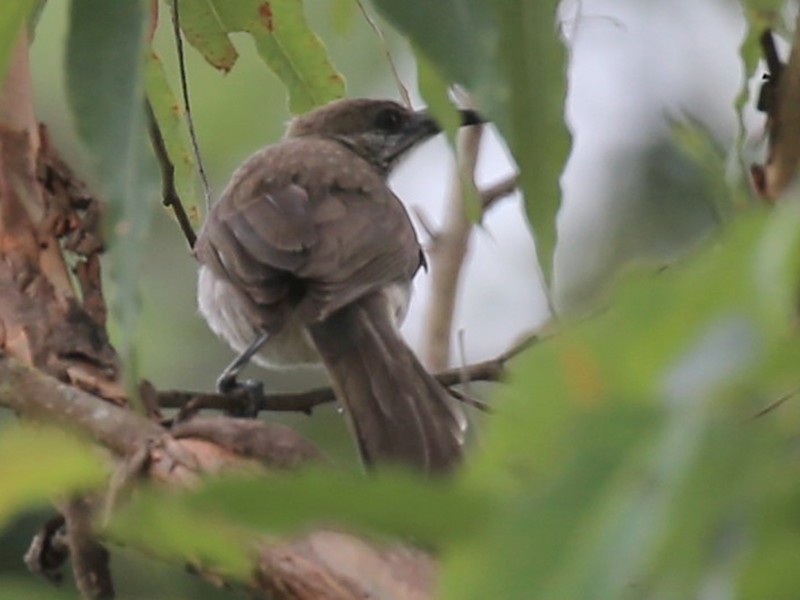 Timor Friarbird - eBird