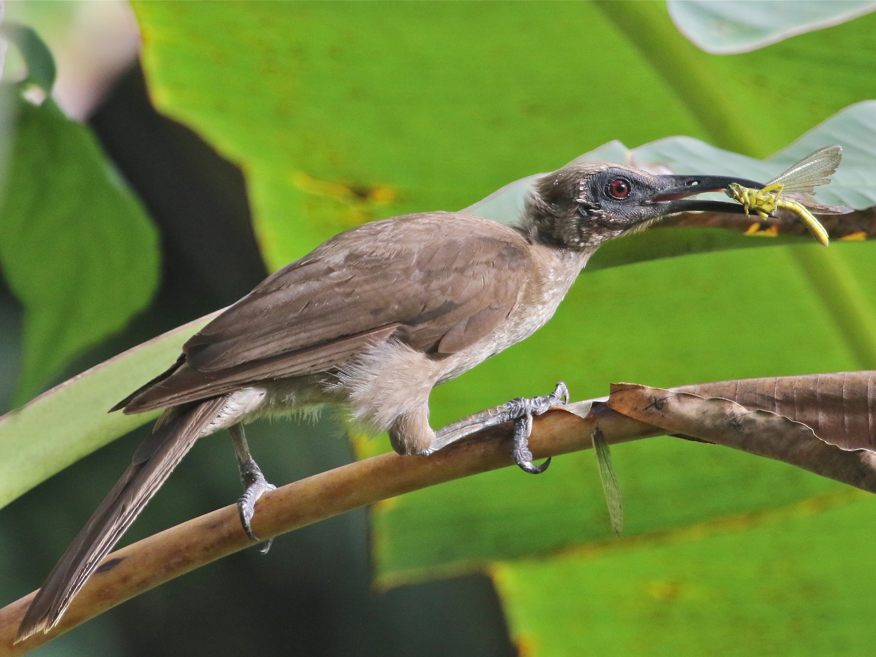 Buru Friarbird - eBird
