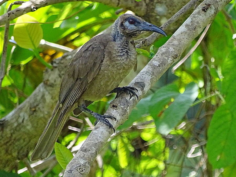 Tanimbar Friarbird - eBird