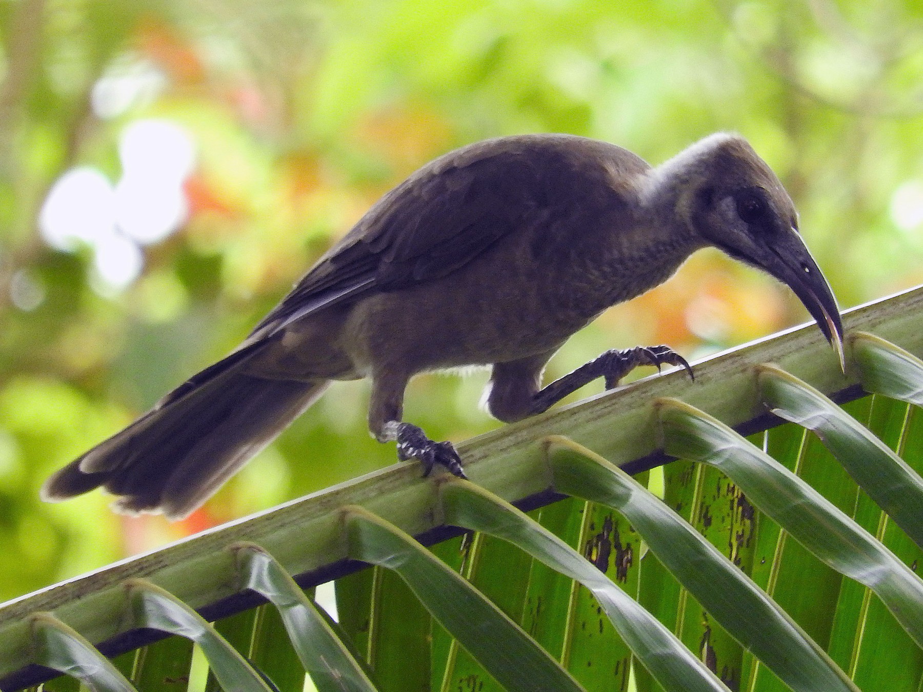 Tanimbar Friarbird - eBird