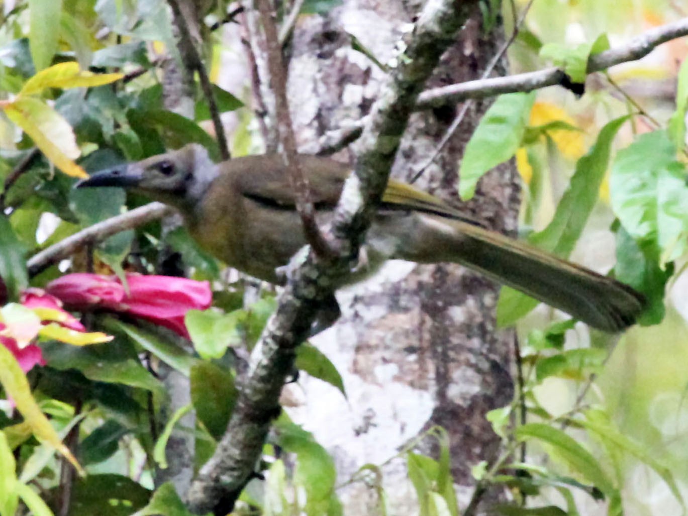 Cikukua seram - eBird