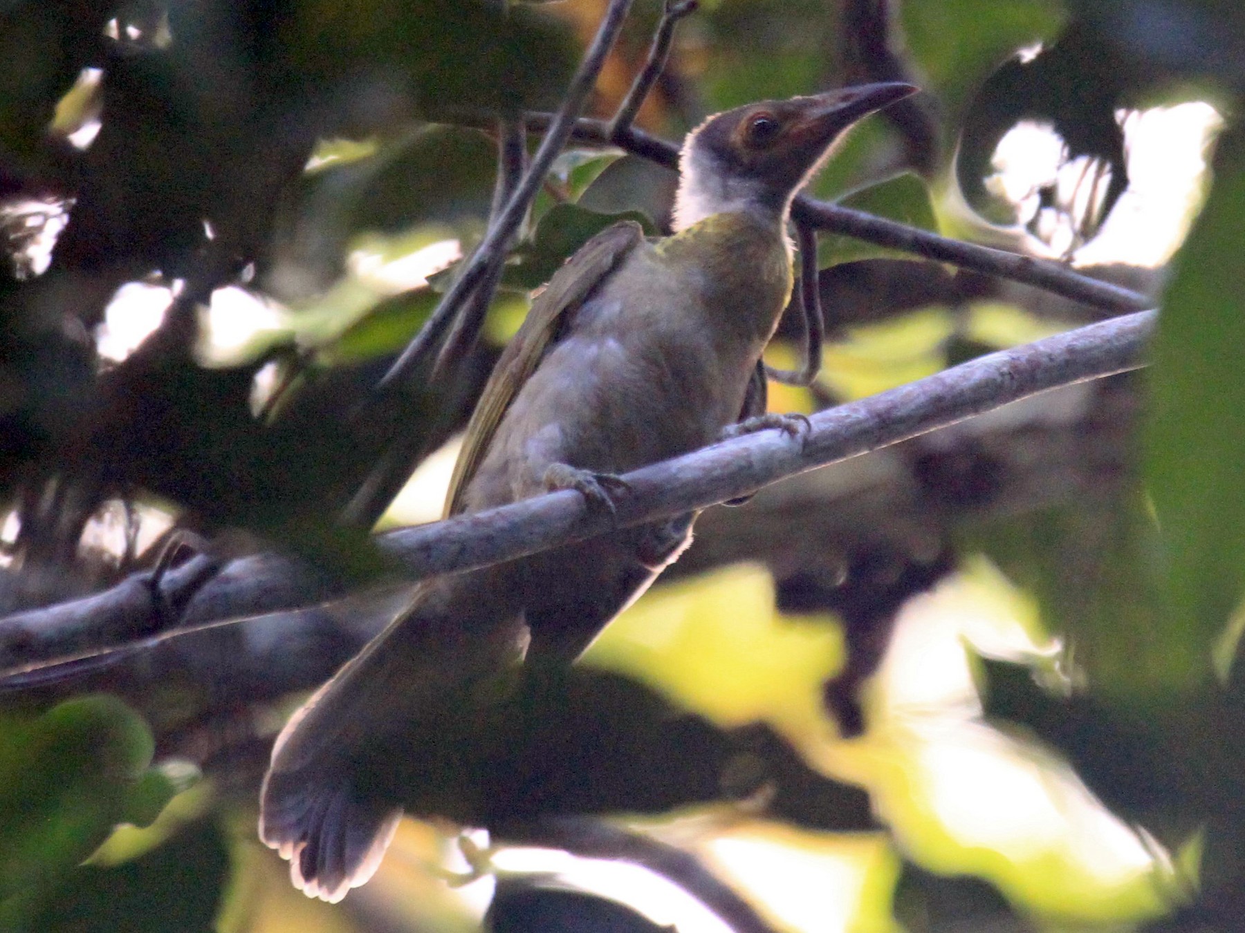 Cikukua seram - eBird