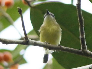 Biak Gerygone - eBird