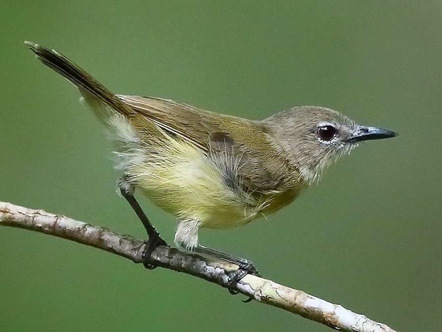 Biak Gerygone - eBird