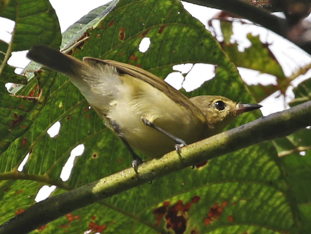 Remetuk biak - eBird