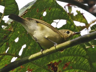 Biak Gerygone - eBird