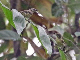 Biak Gerygone - eBird