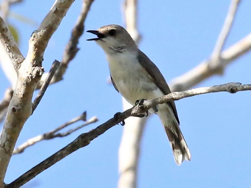 Plain Gerygone - eBird