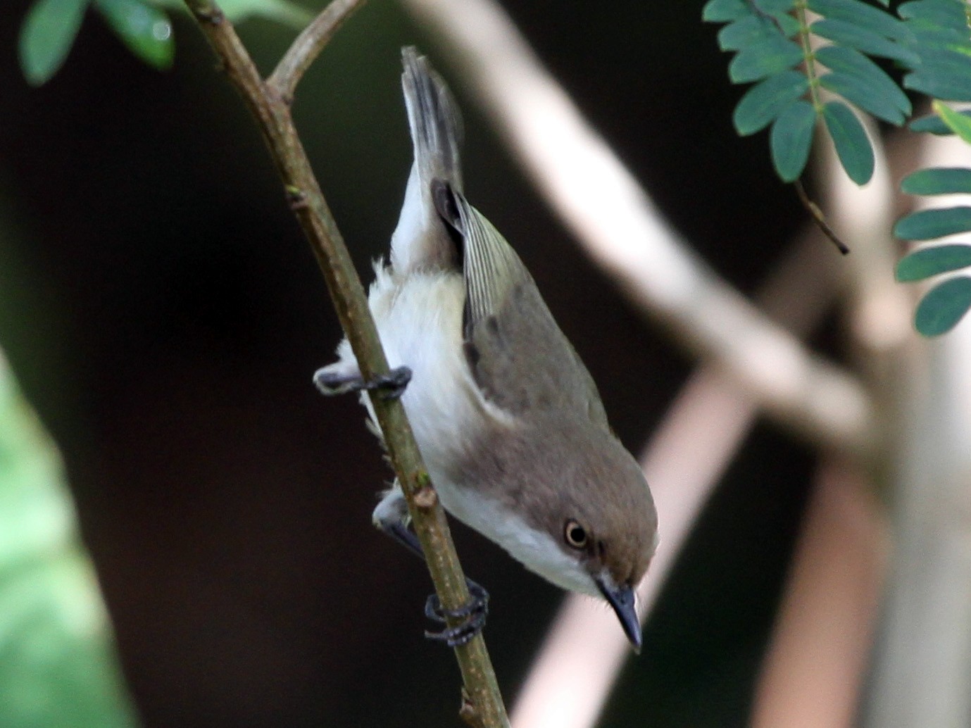Plain Gerygone - eBird