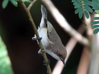 Plain Gerygone - eBird
