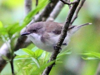 Plain Gerygone - eBird