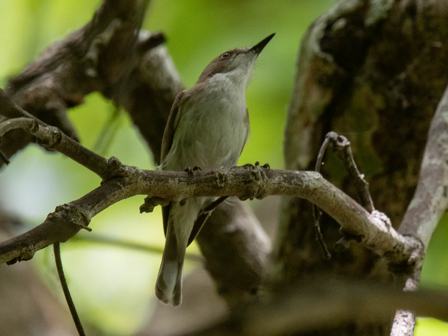 Plain Gerygone - eBird