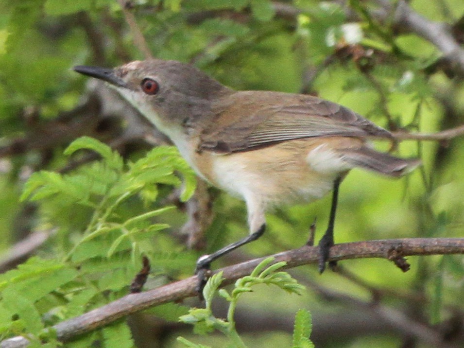 Rufous-sided Gerygone - eBird