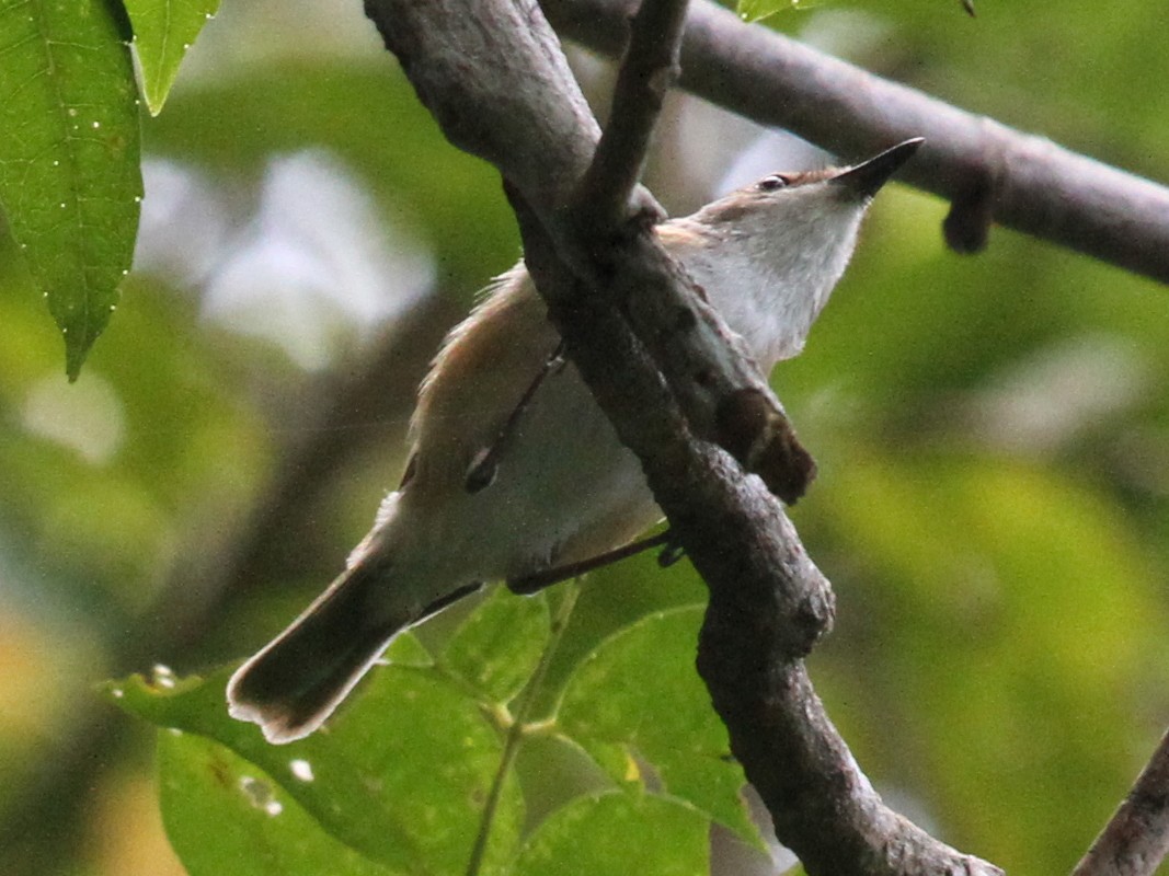 Rufous-sided Gerygone - eBird