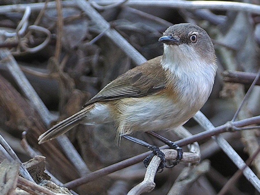 Rufous-sided Gerygone - eBird