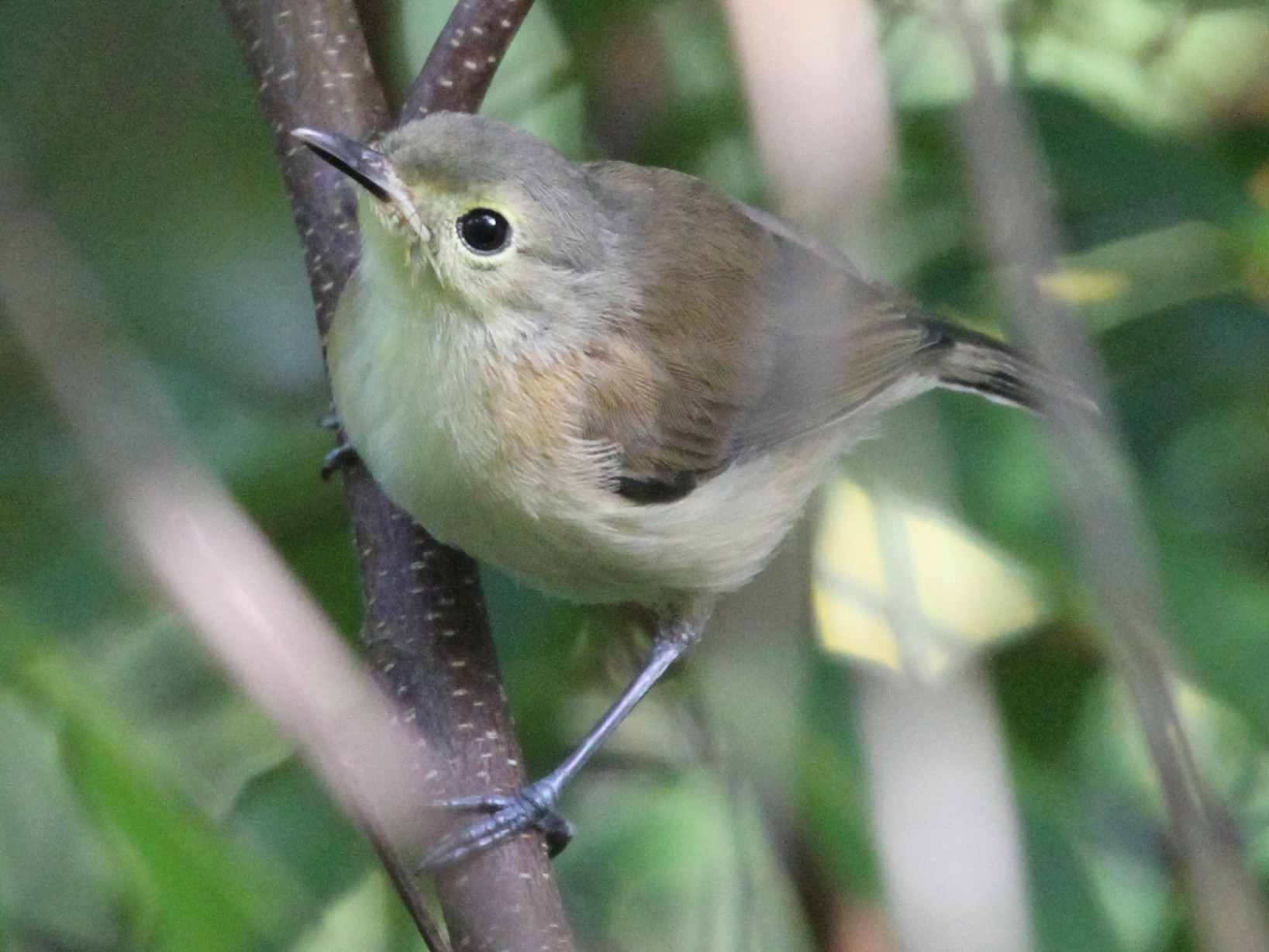 Rufous-sided Gerygone - eBird