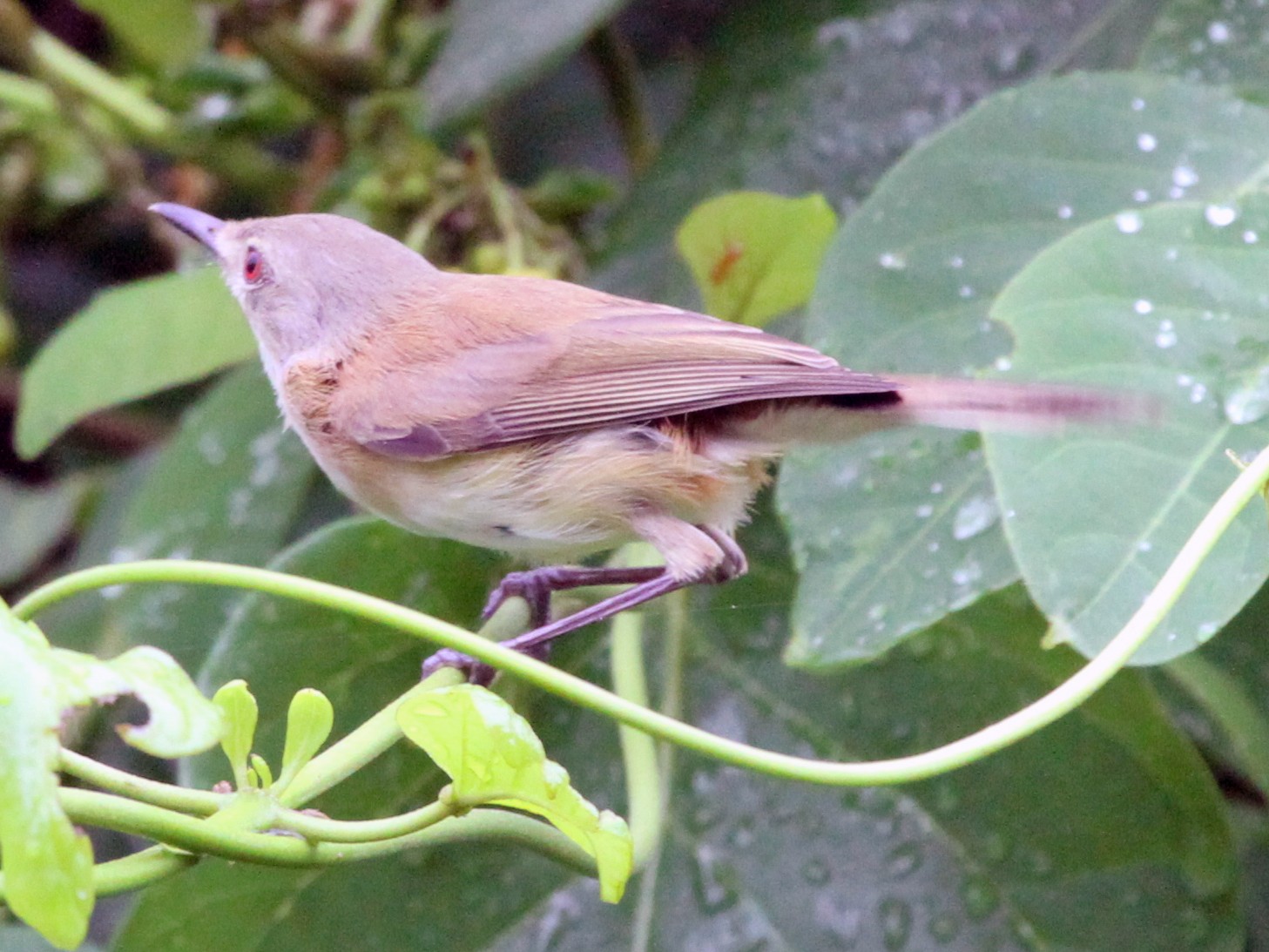 Rufous-sided Gerygone - eBird