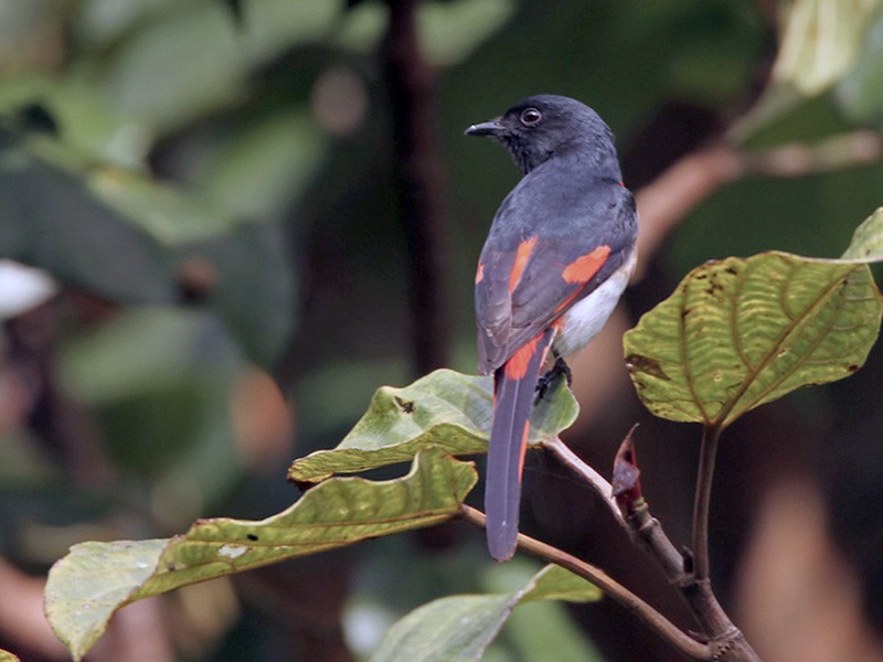 Flores Minivet - eBird