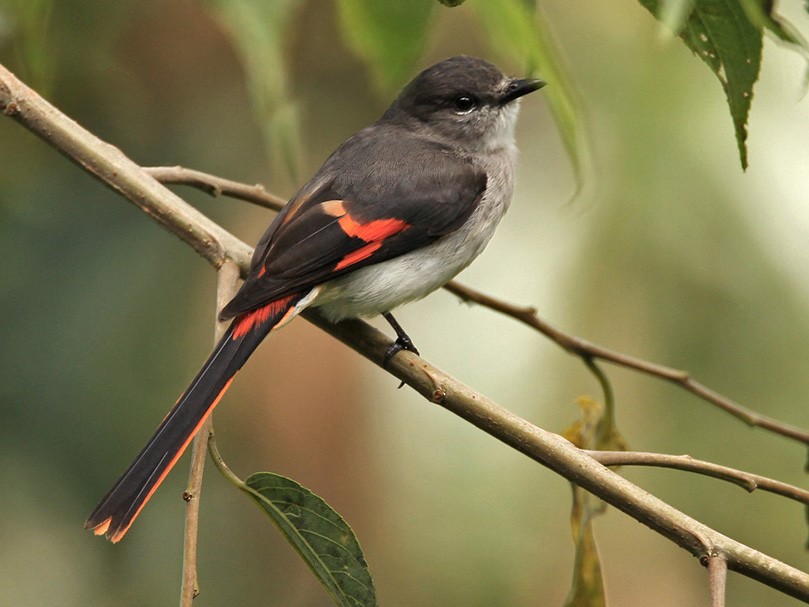 Little Minivet - eBird