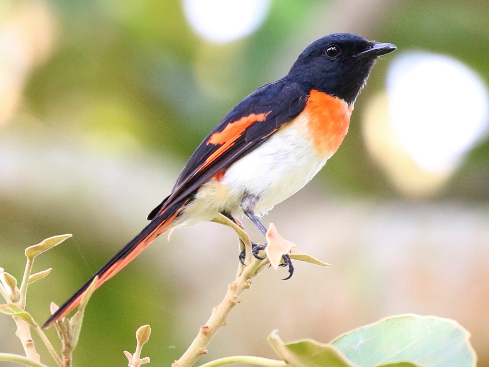 Little Minivet - eBird