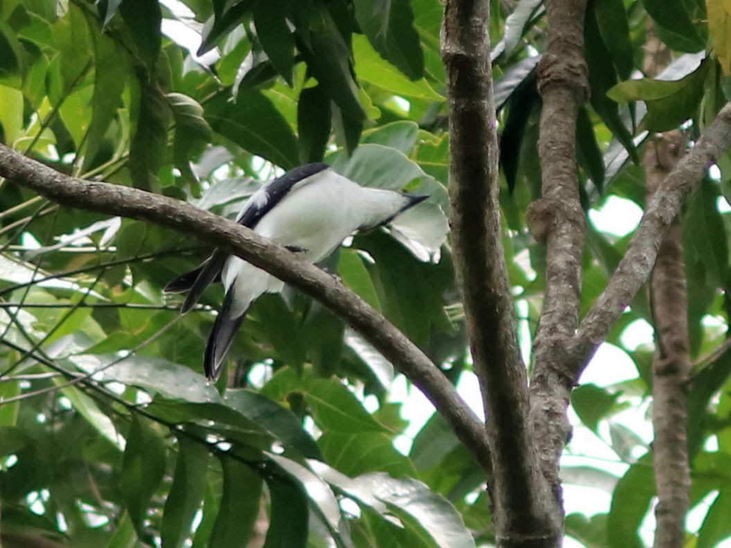 Oruguero Bicolor - eBird