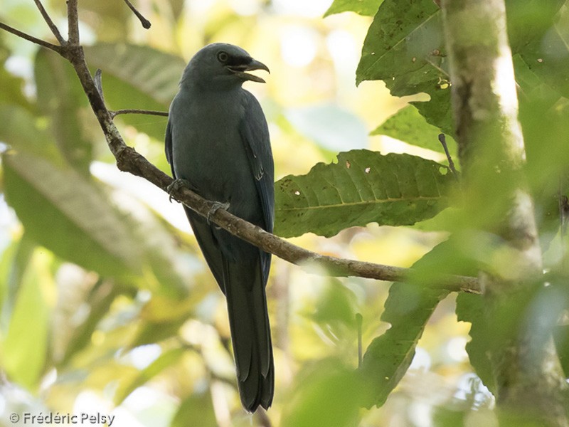Oruguero de Temminck - eBird
