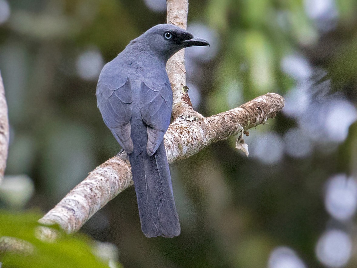 Oruguero de Temminck - eBird