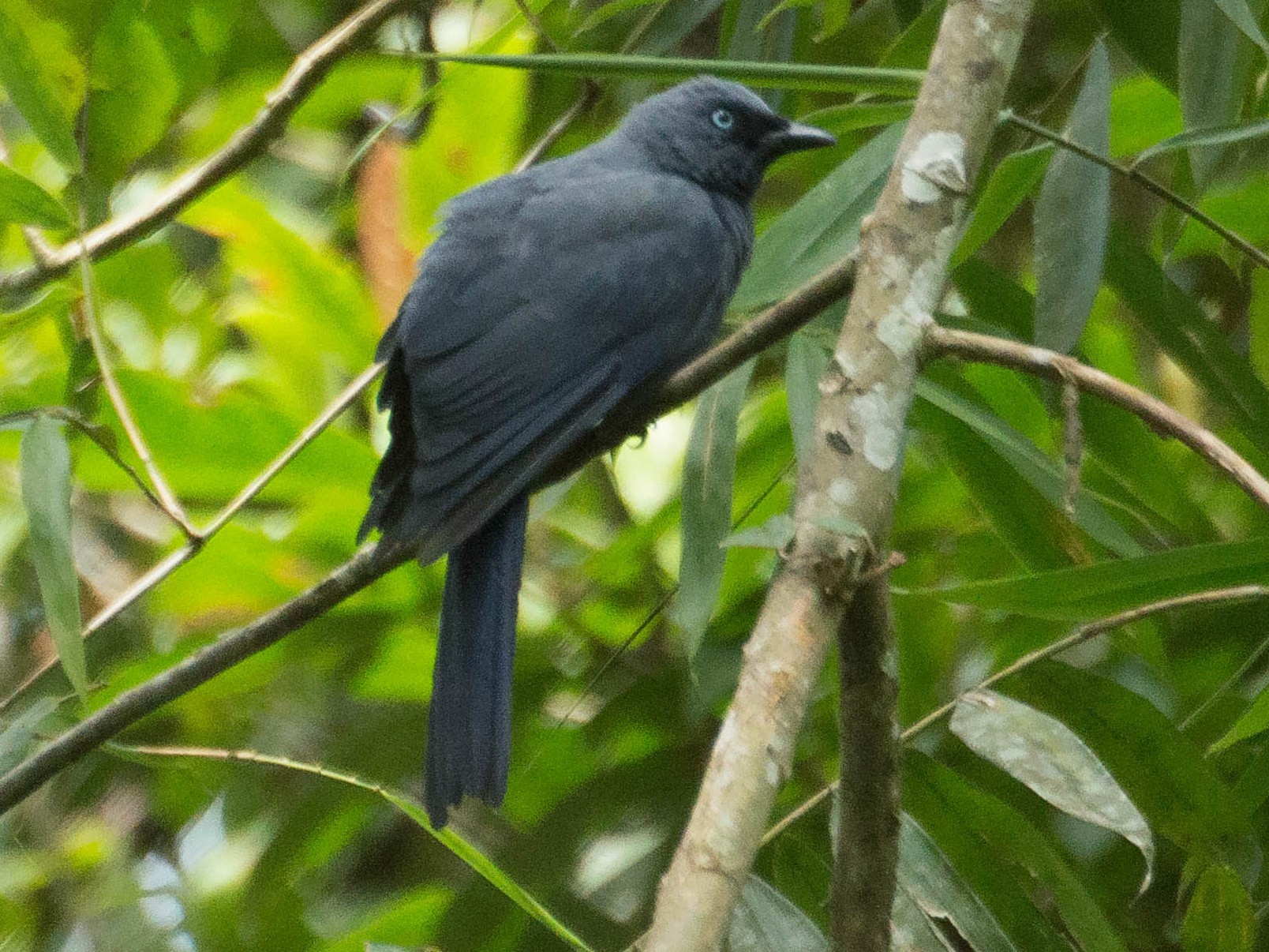 Oruguero de Temminck - eBird