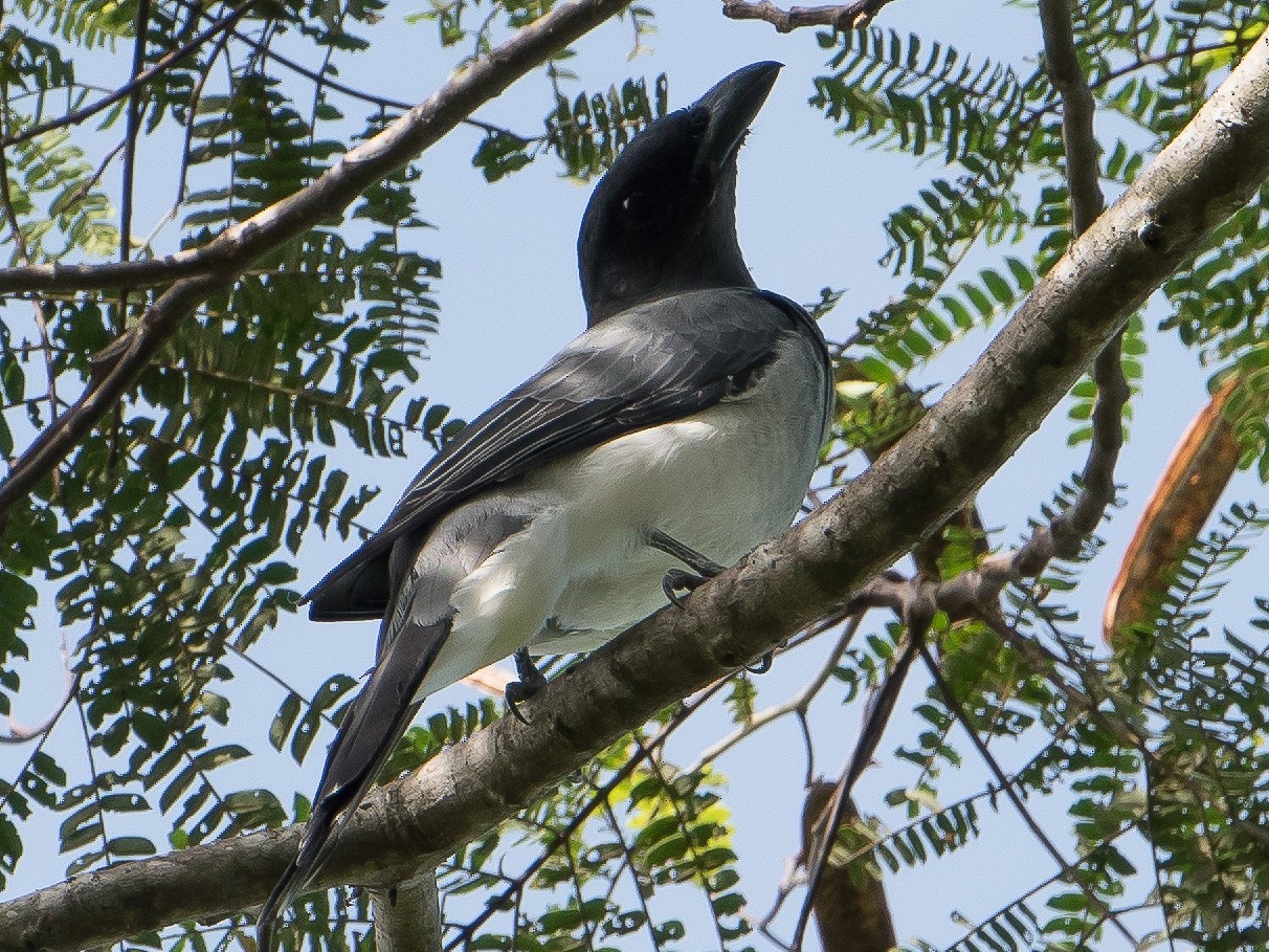 Moluccan Cuckooshrike - eBird