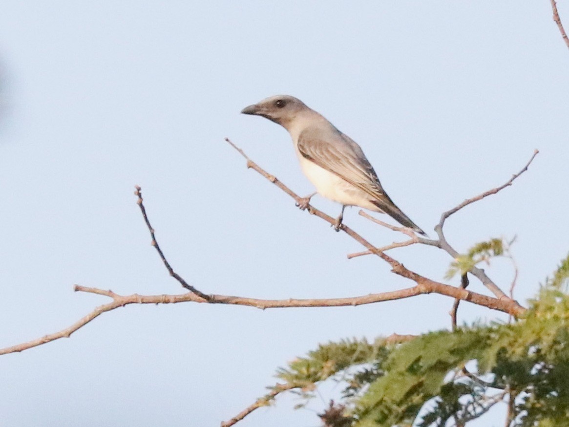 Oruguero de Java - eBird