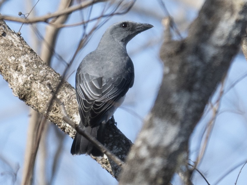 Oruguero de Java - eBird