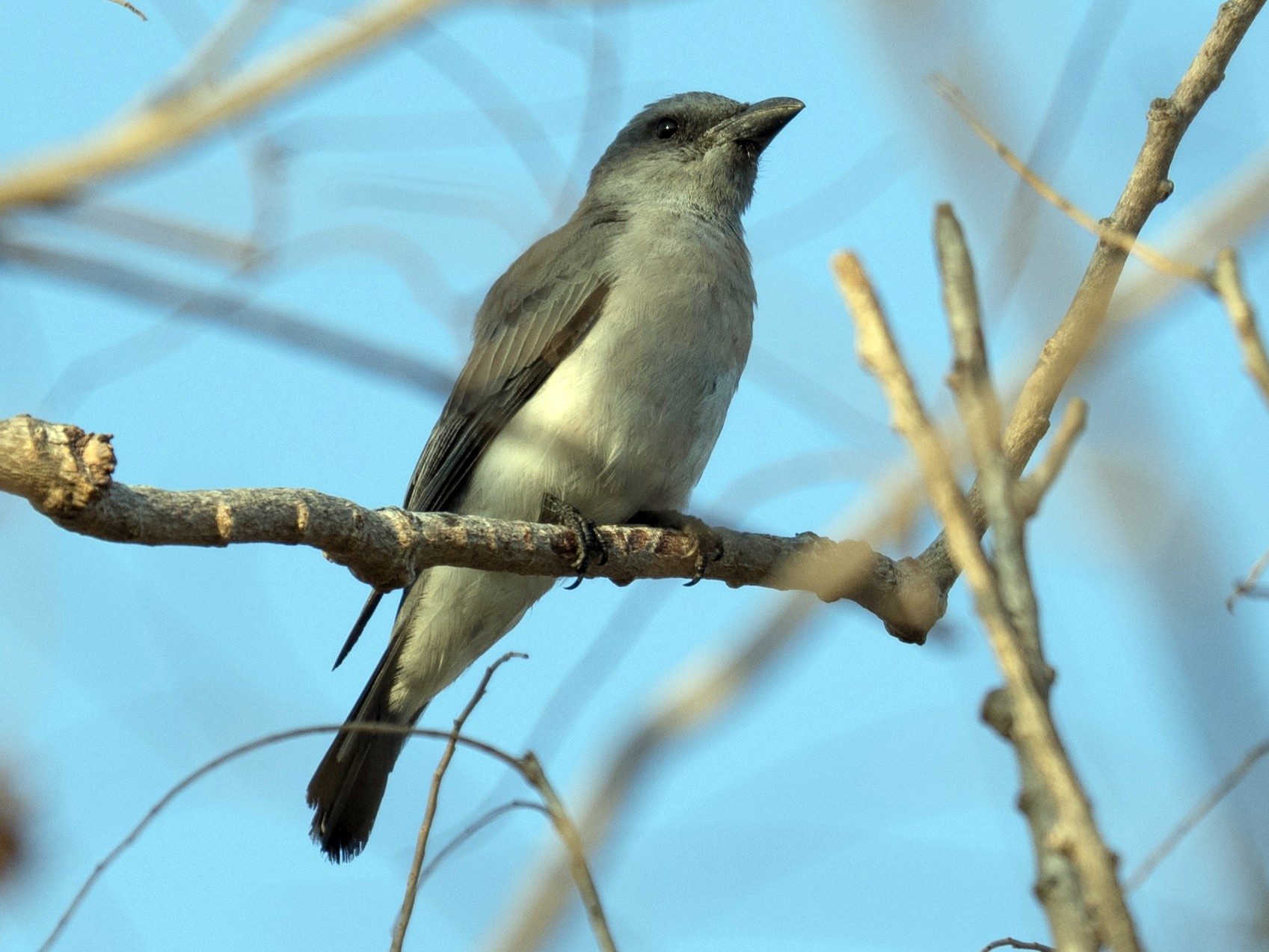 Oruguero de Java - eBird