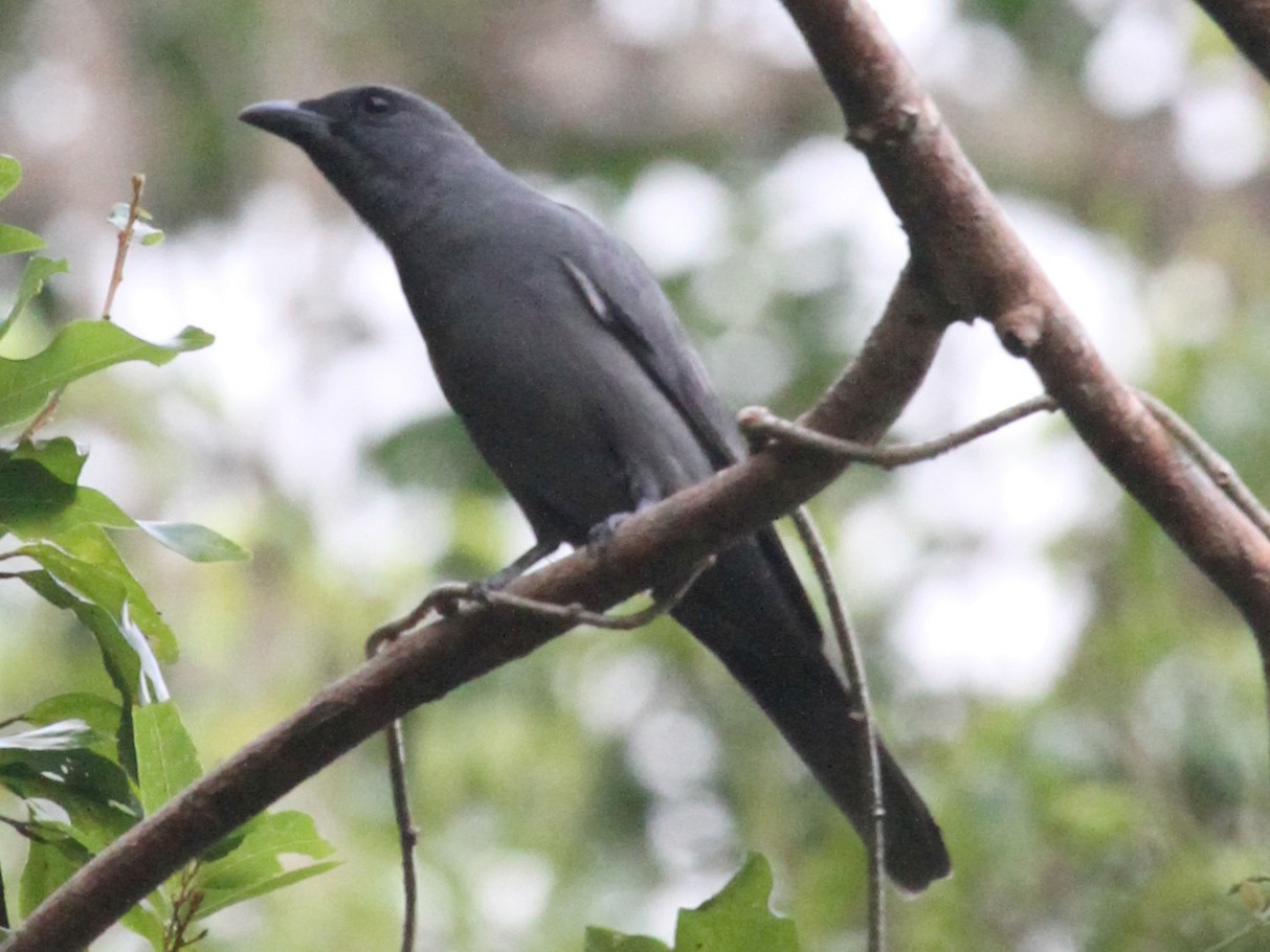 Oruguero de Wallacea - eBird